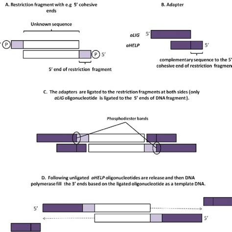 Pdf Principles And Applications Of Ligation Mediated Pcr Methods For Dna Based Typing Of