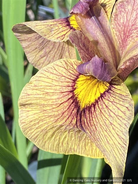 Iris Pseudata Yarai Dancing Oaks Nursery And Gardens