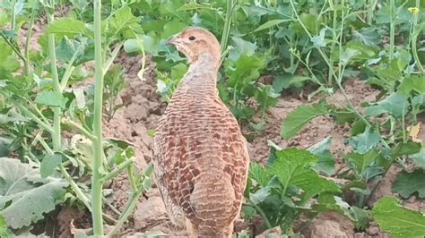 Pheasant Teeter Bird Beautiful Awaaz Youtube