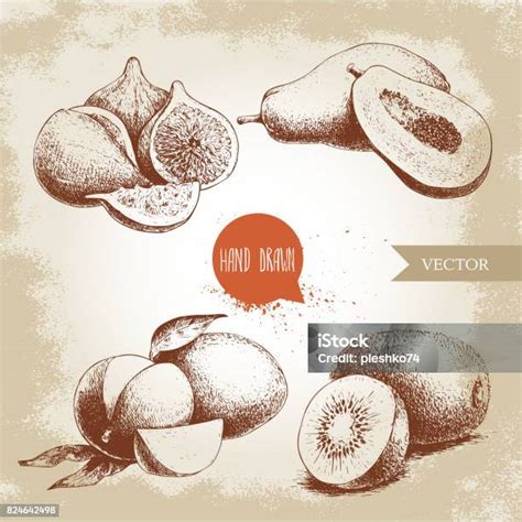 손으로 그린 이국적인 과일 세트입니다 무화과 과일 성분 파파야 망고 잘라내기 및 키 위 과일로 오래 된 배경에 에코 음식 스케치 벡터 일러스트 키위에 대한 스톡 벡터 아트