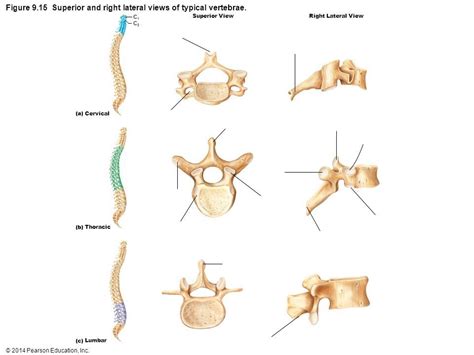 Cervical Thoracic And Lumbar Vertebrae