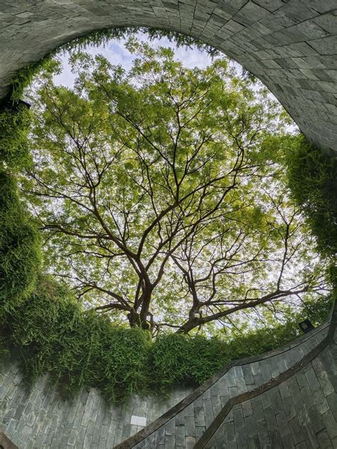 Tree Tunnel Tree Tunnel Singapore Tour Park