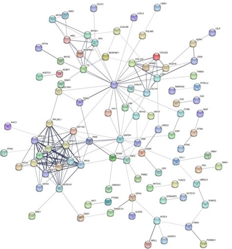 Protein Protein Interaction Ppi Regulatory Network Analysis Of The
