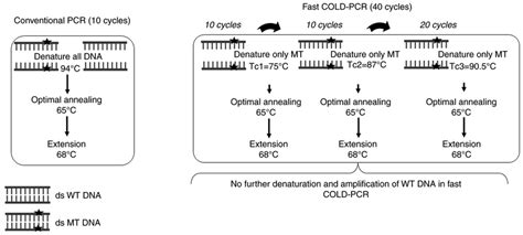 Overall Workflow Of Fast Cold Pcr Ten Cycles Of Regular Pcr Were