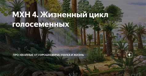 МХН 4 Жизненный цикл голосеменных Про хвойные от Горошкевича наука и практика Дзен