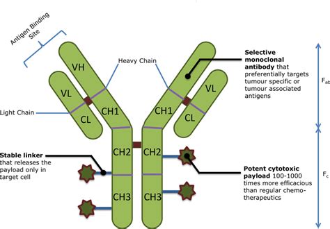 Structure Of An ADC Download Scientific Diagram