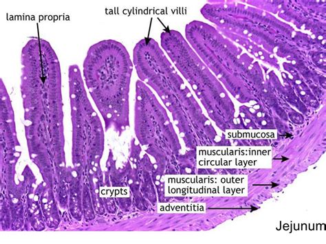 Jejunum Histology Labeled My Xxx Hot Girl