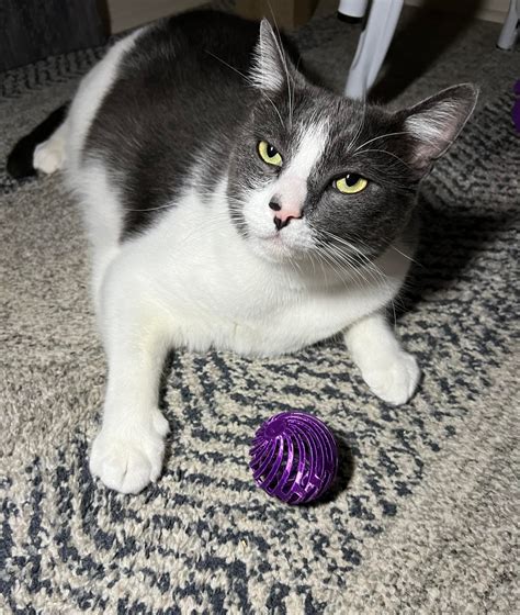 Cat Toy 3d Model By Bigboomprints On Thangs