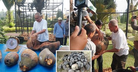 ပတ္တရားမြို့ နွန်နုဥယျာဉ်က ထုတ်ပြခဲ့တဲ့ ဘတ် ၁ သိန်းတန် ဖင်ပုံသဏ္ဍာန် ပင်လယ်အုန်းသီး