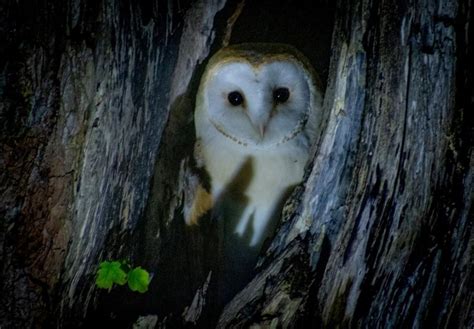 Female Barn Owl Wing Pattern Oc Rsuperbowl