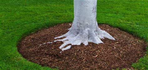 How To Get Rid Of Tree Saplings In Lawn Easy Steps