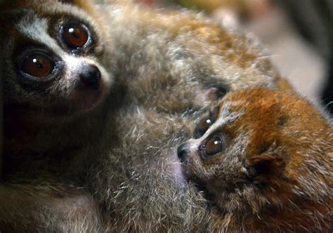 The Upsetting Truth Behind Cute Slow Loris Videos HuffPost UK