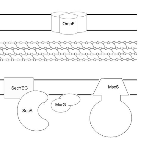 Schematic Representation Of The Gram Negative Cell Envelope The