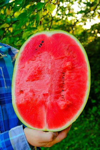 수박 펄프 클로즈업 식욕을 돋우는 여름 과일 태양 광선의 여름 정원에서 남성 손에 컷에있는 수박 신선한 익은 붉은 수박 반 건강한 달콤한 여름 디저트 건강한 식생활에 대한