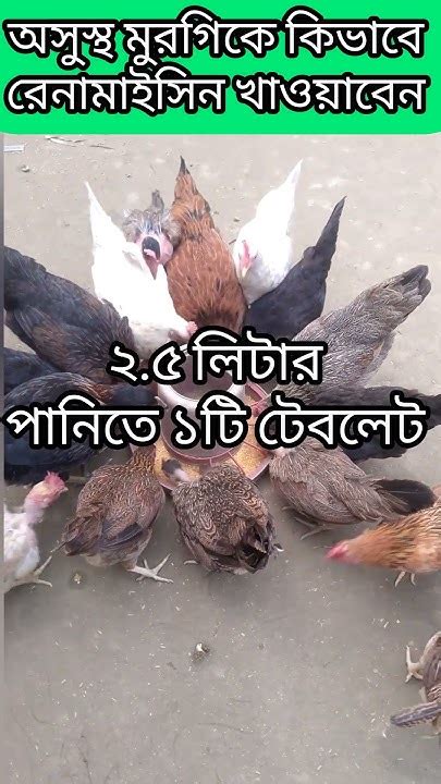 অসুস্থ মুরগিকে কিভাবে রেনামাইসিন খাওয়াবেন মুরগি পালন Renamycin Dose Murgirkhamar Shorts