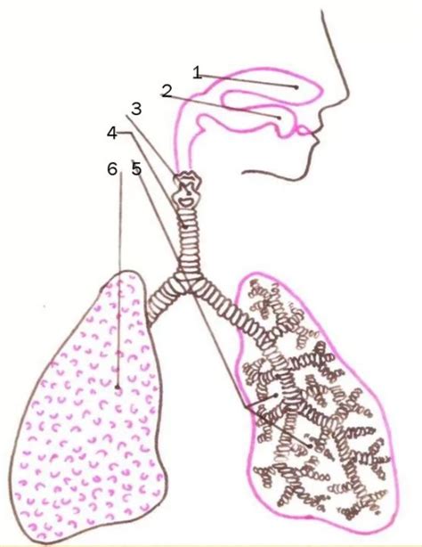 На рисунке изображена схема дыхания человека