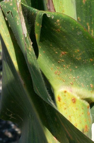 Corn Rusts Common And Southern Rust Nc State Extension Publications