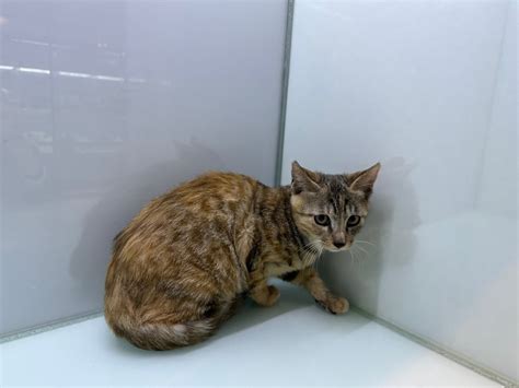 코리안숏헤어 푸르미 비숑프리제무료입양사이트 포메라니안무료입양사이트 말티즈무료입양사이트 말티푸무료입양사이트 푸들무료입양사이트 먼치킨무료입양사이트 랙돌무료입양사이트 브리티쉬숏