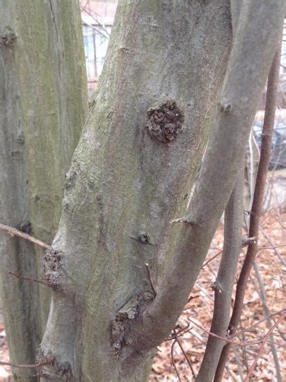 Eastern Ironwood Yale Nature Walk