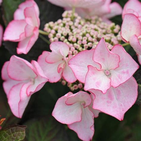 Plant Theory Sheila Outdoor Shrub Plant Hydrangea Macrophylla Flowering