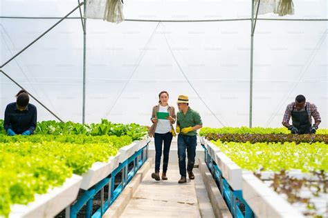 유기농 채소 수경 농장에서 일하는 아시아 부부 농부 남자와 여자 수경 샐러드 정원 주인은 온실 농장에서 야채의 품질을 확인합니다 식품 생산 중소기업 개념입니다 사진