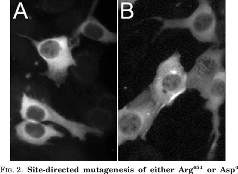 Figure 2 From Structural And Functional Criteria Reveal A New Nuclear Import Sequence On The 5