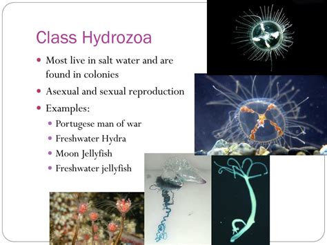 Class Hydrozoa