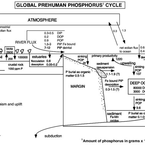 Pdf Variations In The Global Phosphorus Cycle