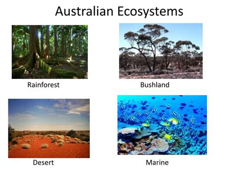 Ppt Australian Ecosystems Powerpoint Presentation Free Download Id