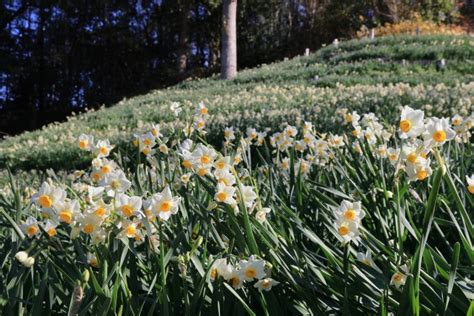 【2025年 イベント】『蜻蛉池公園』に60 000球の水仙が咲く🌼💫水仙の花手水があるよ😃 〜 祈りログ