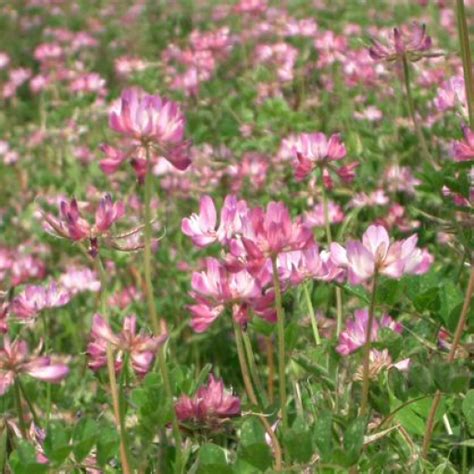 Chinese Milk Vetch Astragalus Sinicus Plant Care And How To Grow Water