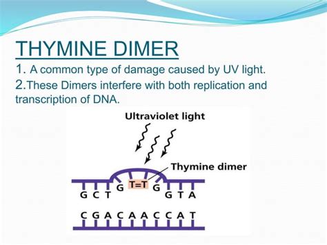 Dna Repair Of Thymine Dimer Pptx