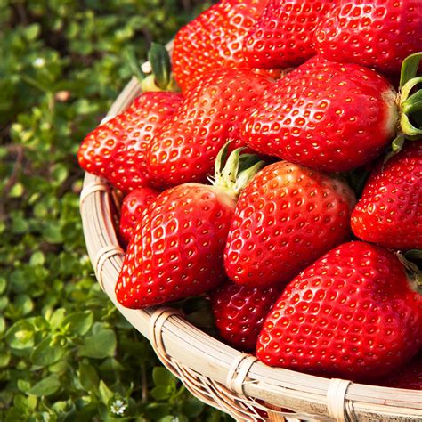 딸기 추천 2025 당신의 일상을 더욱 특별하게 만들어 줄 제품을 소개합니다 딸기로 만드는 건강한 맛있는 레시피 5선 올댓가이드