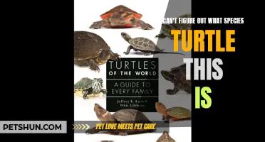 Troubleshooting Python Turtle Module Not Found PetShun