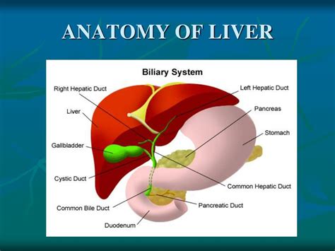 Ppt Liverand Gallbladder Powerpoint Presentation Free Download Id