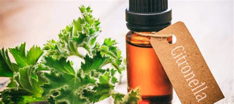 Testing Natural Mosquito Repellents