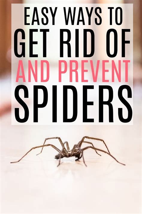 How To Get Rid Of Spiders Artofit