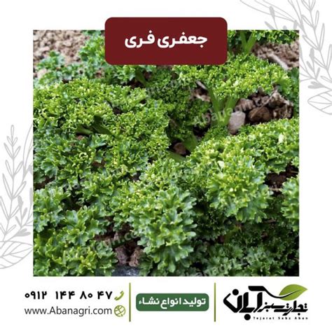 نشاء جعفری فر تجارت سبز آبان