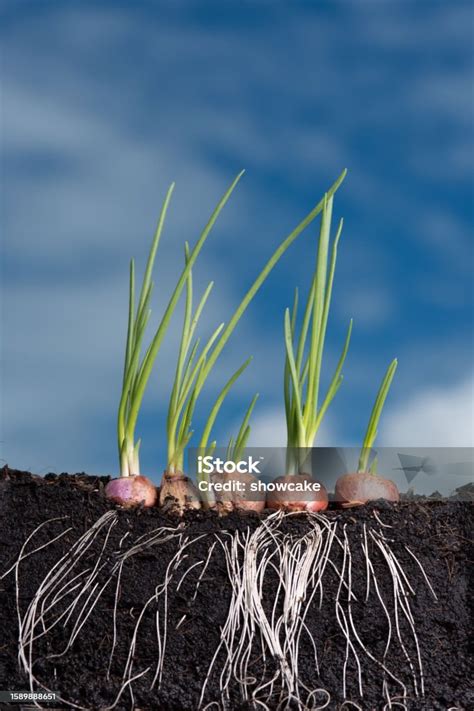 지하 뿌리가 보이고 하늘 자연 배경이 있는 토양에서 자라는 봄 양파 양파에 대한 스톡 사진 및 기타 이미지 양파 0명 개념 Istock