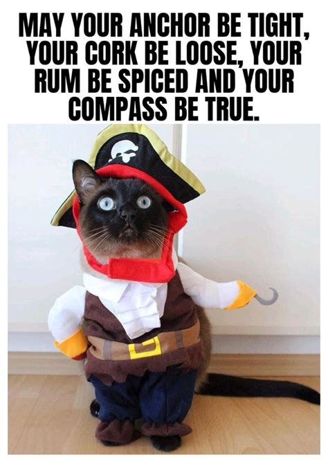 Cute Cat Pirate Meme For Cat Lovers