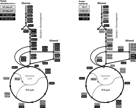 Protein Abundance And Half Lives Of Enzymes Of The Central Carbon