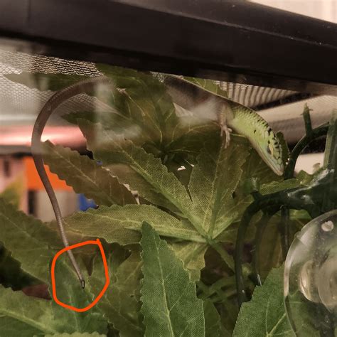 Ets Tail Tip Is Black Remeraldtreeskinks