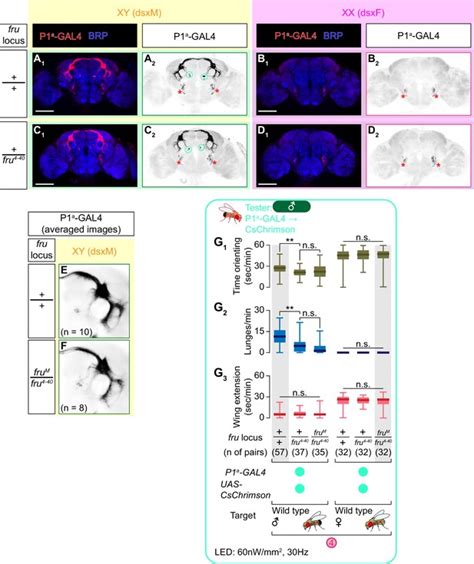 Figures And Data In Sex Determining Genes Distinctly Regulate Courtship Capability And Target