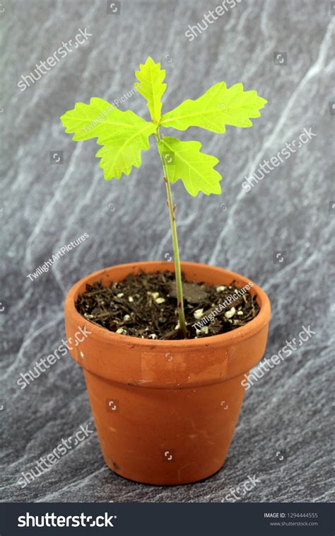 43 106 Tree Seedling Pot Images Stock Photos Vectors Shutterstock