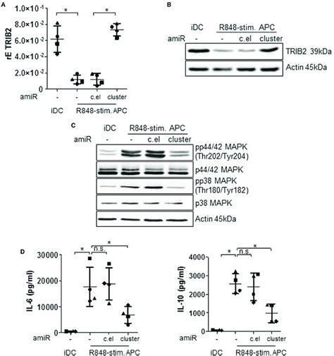 Cells Were Treated With Antagomirs Amirs Against Mir 99b Let 7e Download Scientific
