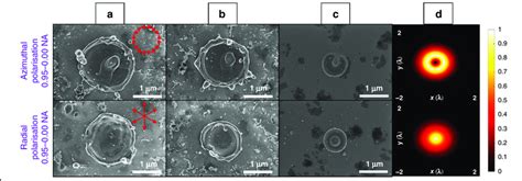 A Comparison Of Azimuthal And Racial Polarisation Effect On Single Download Scientific Diagram