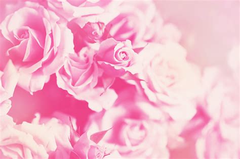 장미가 있는 섬세한 배경 파스텔 배경 차분한 색상 텍스트를 삽입할 위치입니다 카드 및 배너용 배경에 대한 부드러운 스타일의 달콤한 색상 장미 0명에 대한 스톡 사진 및 기타