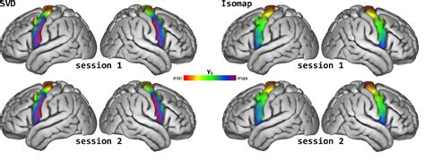 Figure 10 From Connectopic Mapping With Resting State Fmri Semantic