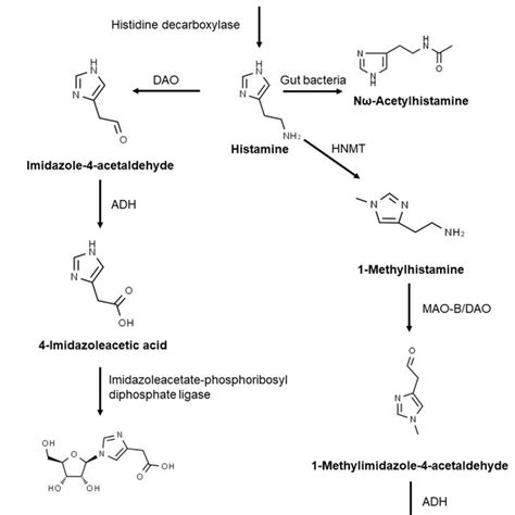 Histamine Metabolism Dao Diamine Oxidase Mao Monoamine Oxidase B
