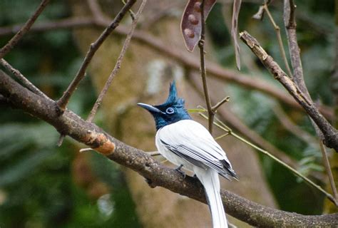 Biological Classification 11 Ncert Solution Bio Simplified